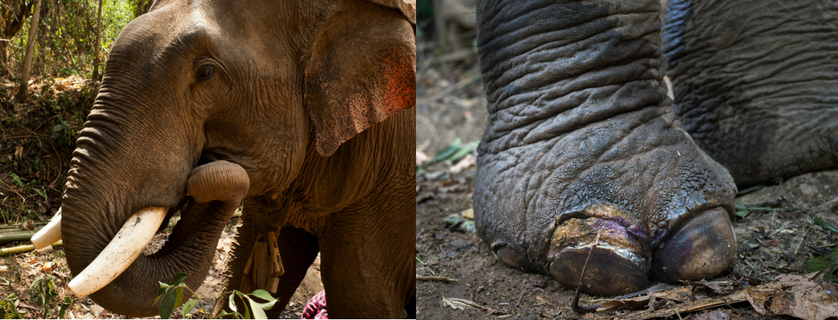 Working Elephants - Getting off on the Right Foot | SPANA