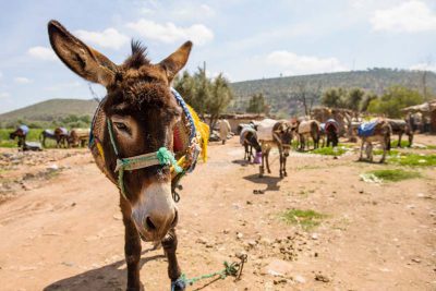 Mule Fact File | Learn All About Mule | SPANA