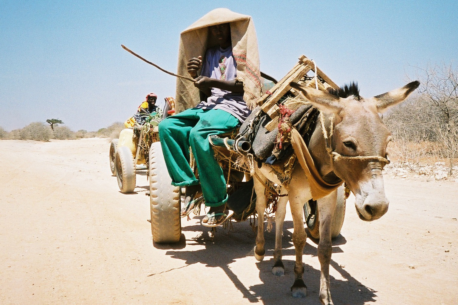 Working animals are suffering needlessly | SPANA