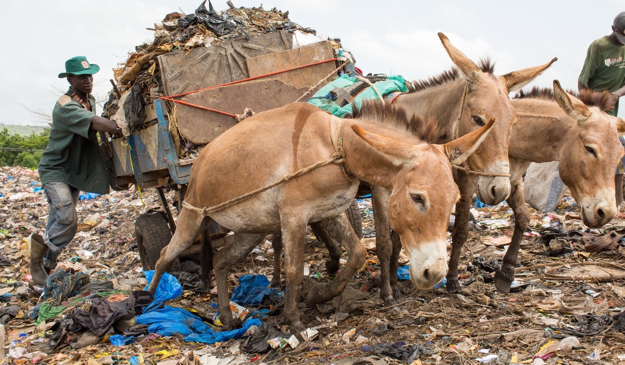 SPANA | International Working Animal Day