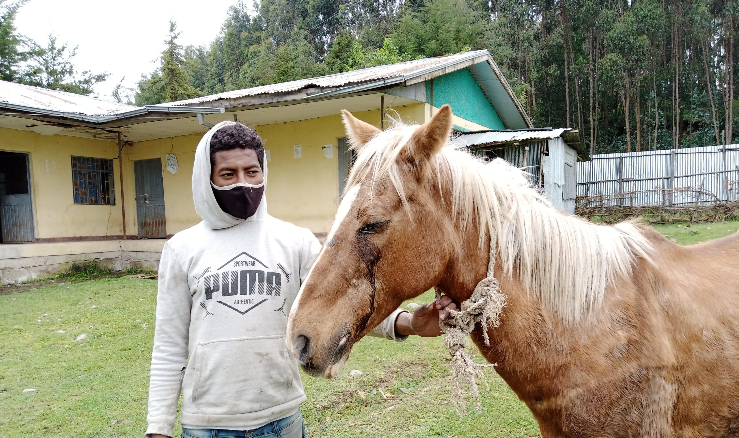 Save working animals from the agony of sight loss | SPANA