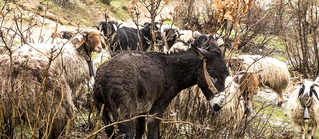 Help us reach more working animals in desperate need - SPANA Australia