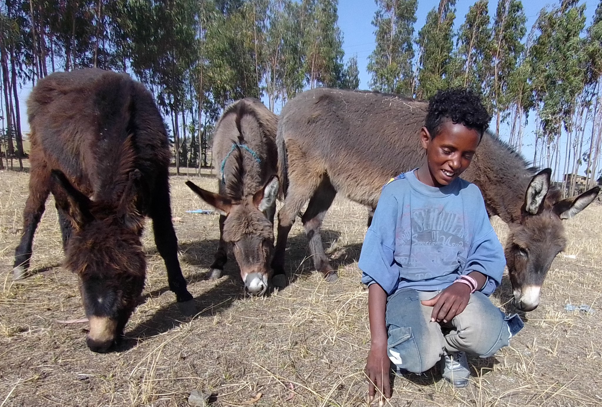Tsegaye becomes a champion for donkey welfare - SPANA Australia