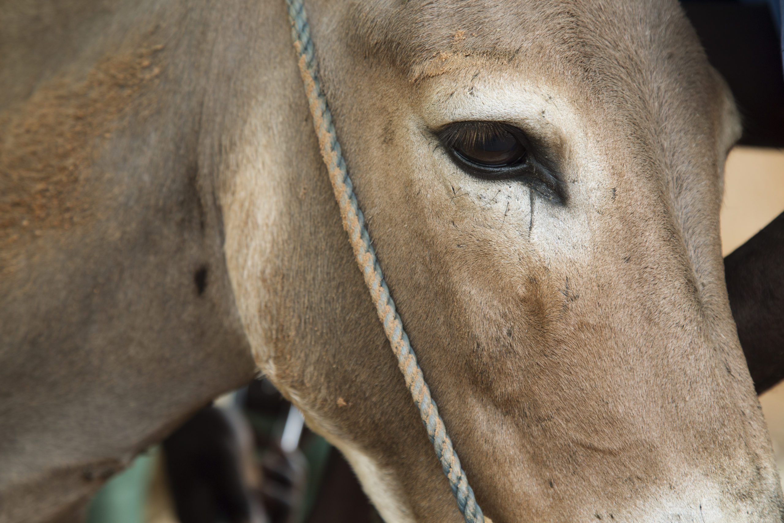 SPANA puts the spring back in DJ’s step - SPANA Australia