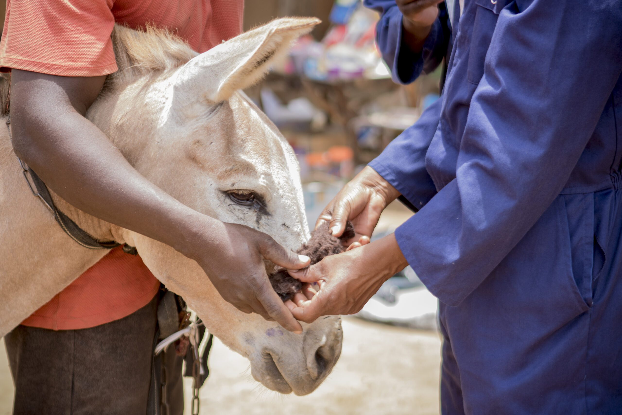 Helping Assimi the donkey harness a healthier life - SPANA Australia