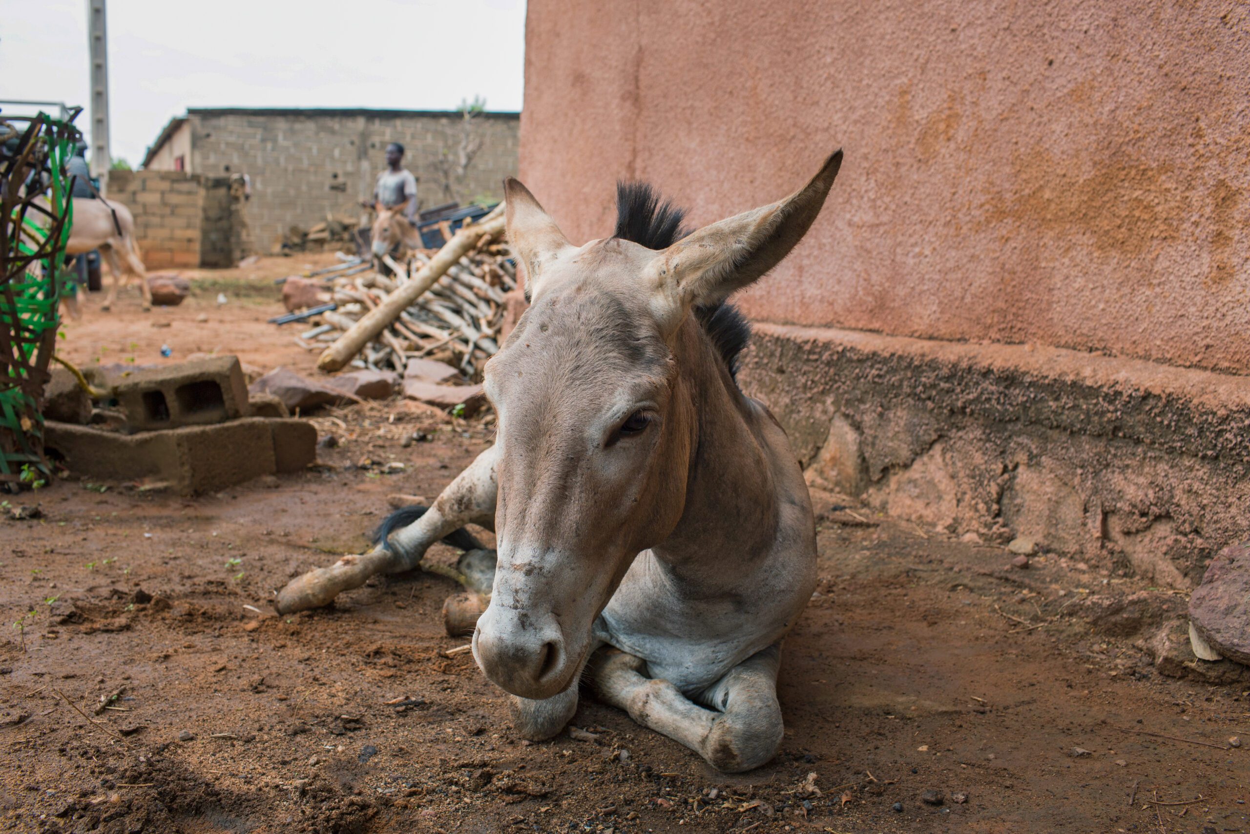 Oxmo the donkey’s near fatal run-in with plastic - SPANA Australia