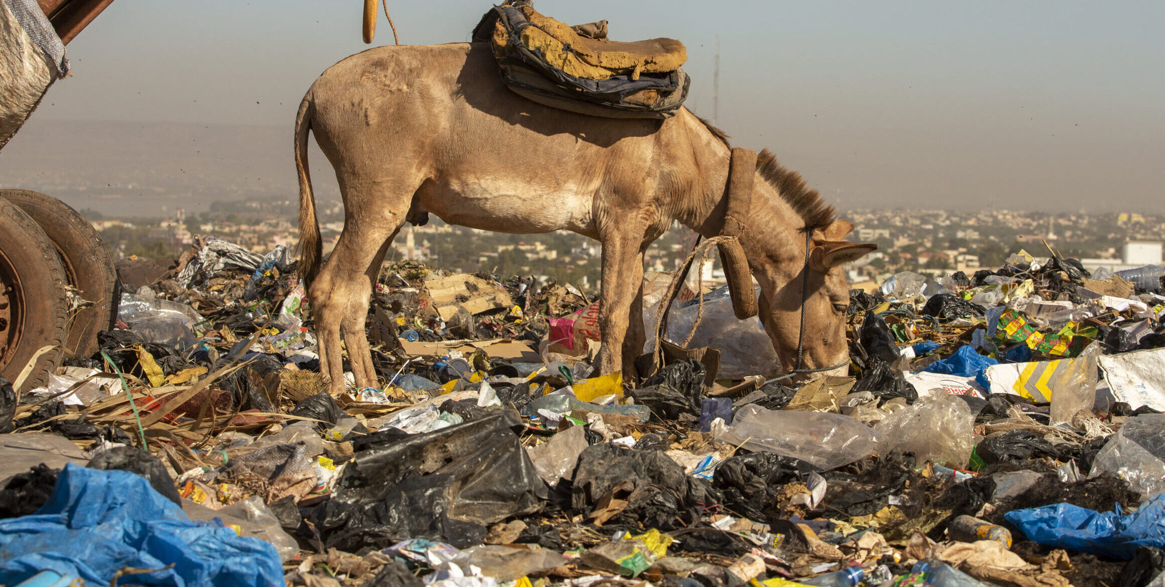 SPANA | International Working Animal Day