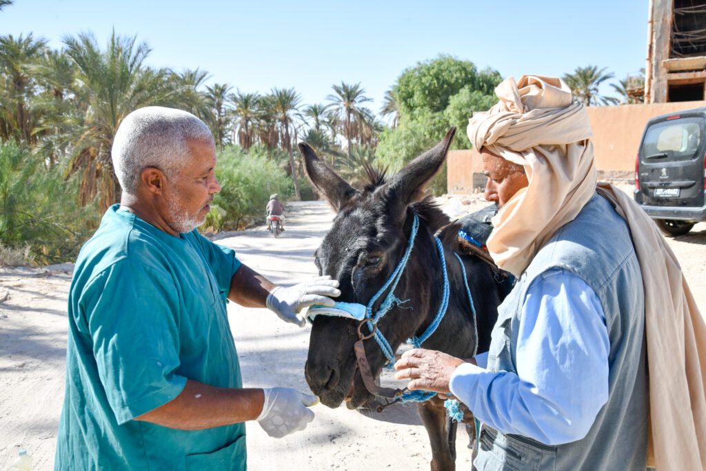 Beji the mule’s itchy eyes - SPANA Australia