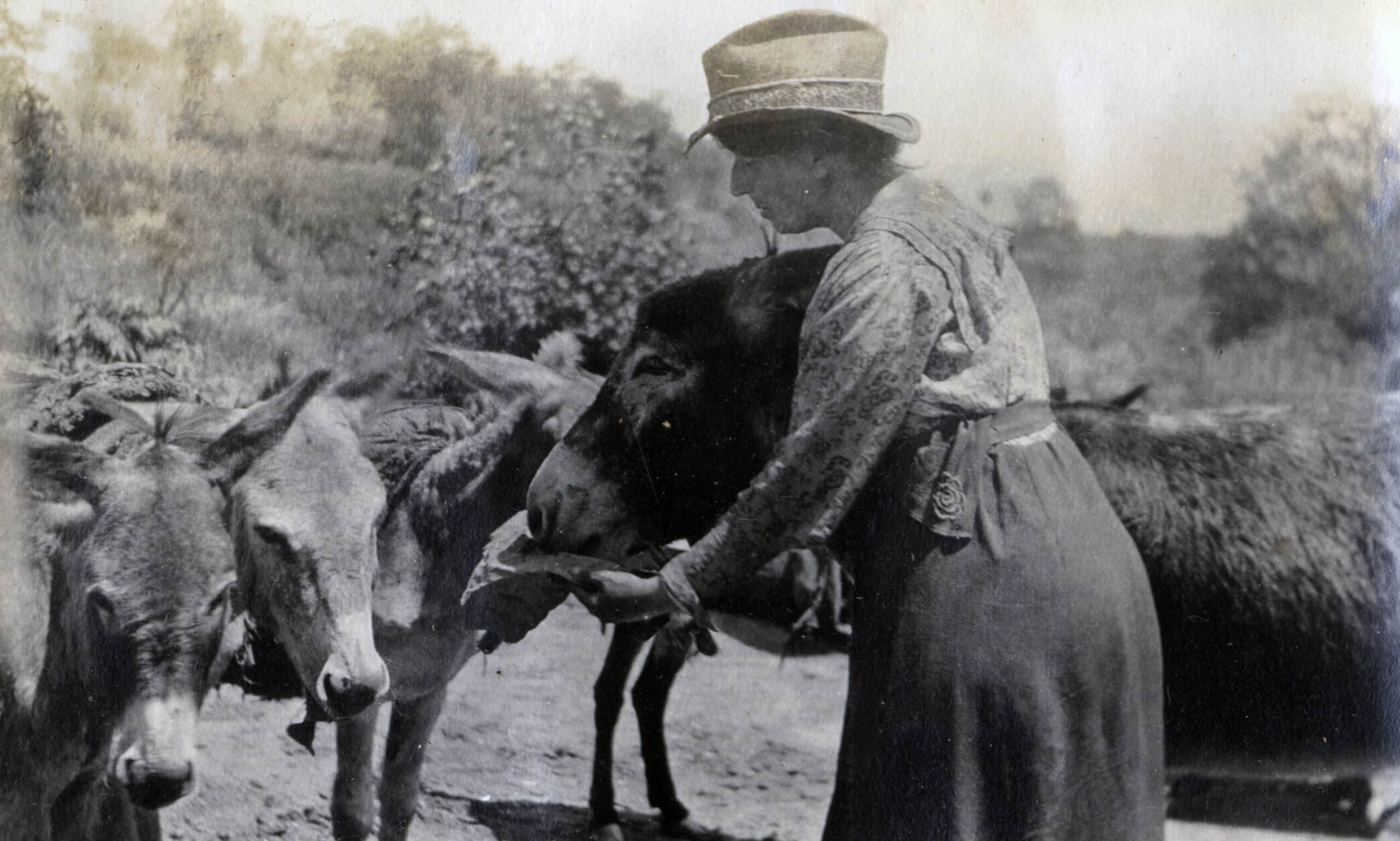 About Us: SPANA's History of Animal Welfare | SPANA AU