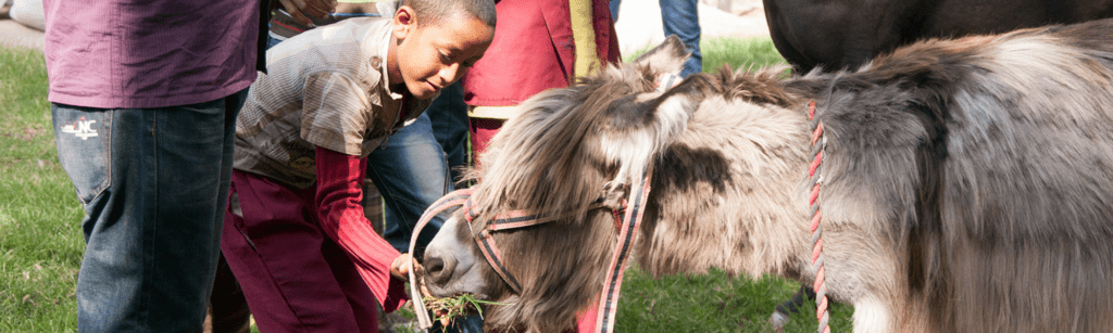 Programme Partnerships | SPANA