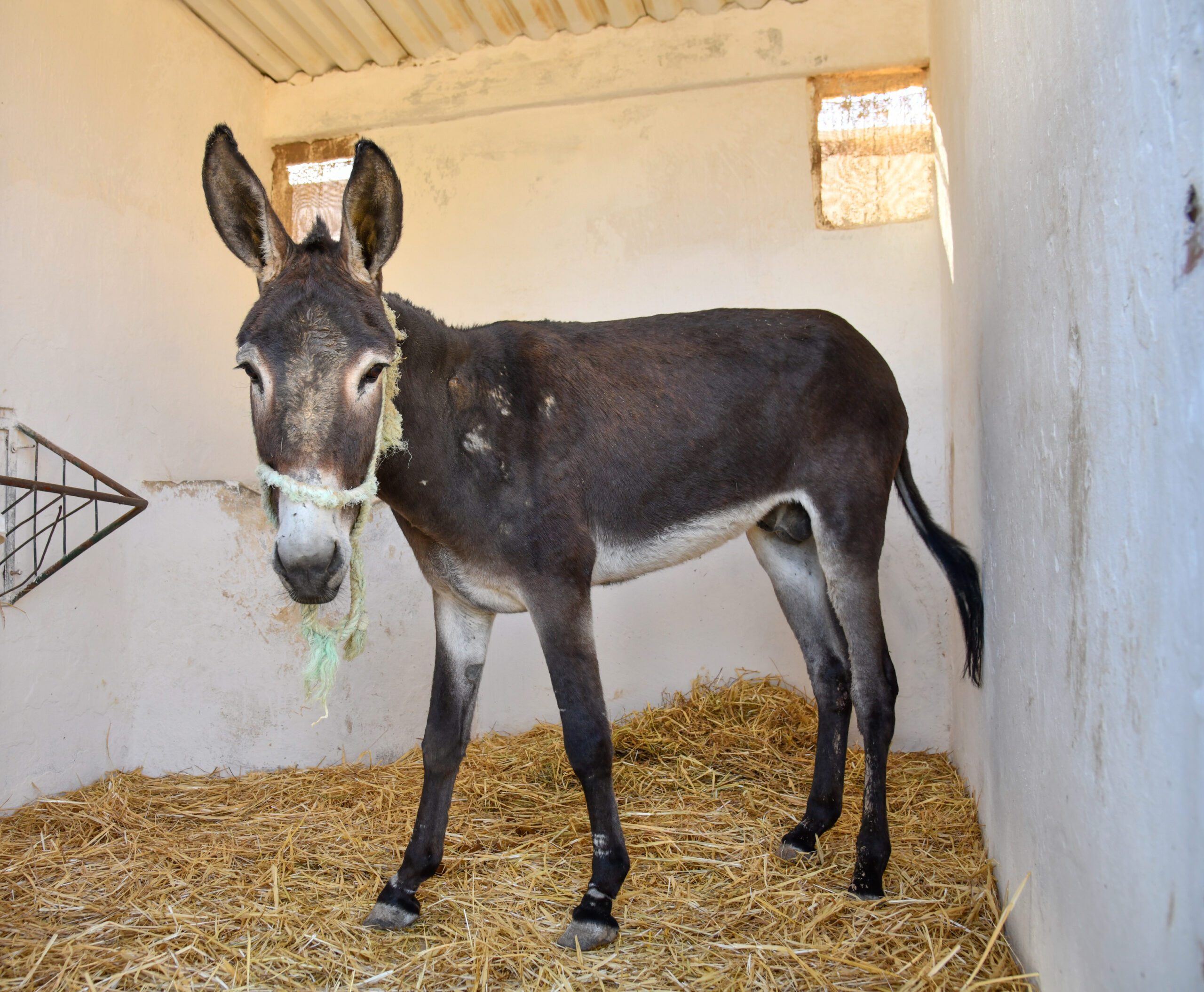 Zine the donkey’s vital care at the SPANA stables - SPANA Australia