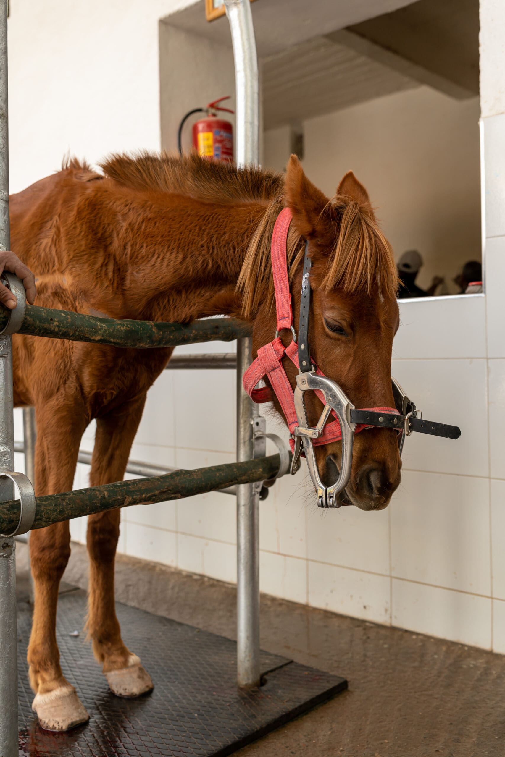 At this difficult time, help us reach more working animals - SPANA ...