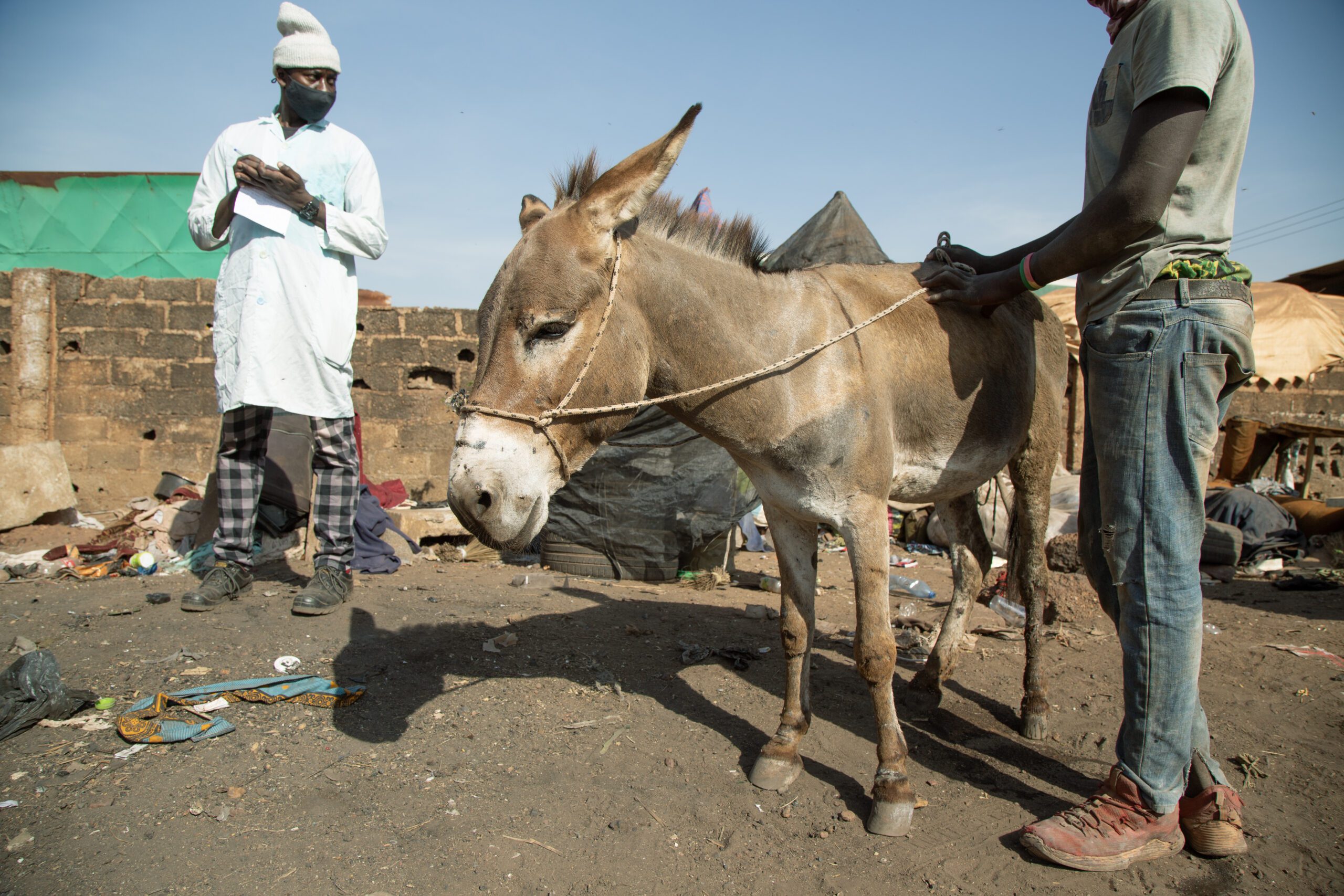 How SPANA saved Musa the donkey from a dangerous leg wound - SPANA ...