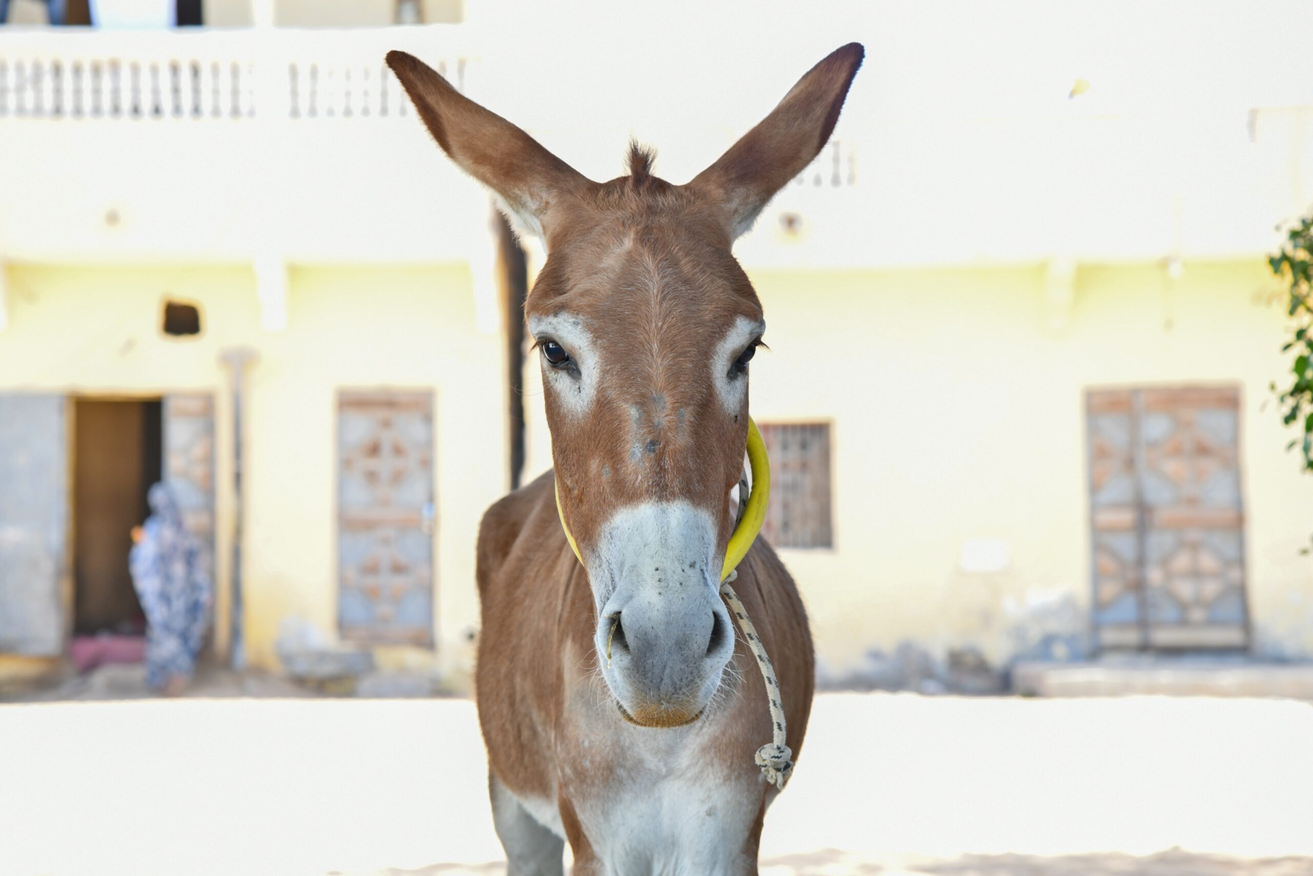 How SPANA helped Kristina the donkey get her strength back - SPANA ...