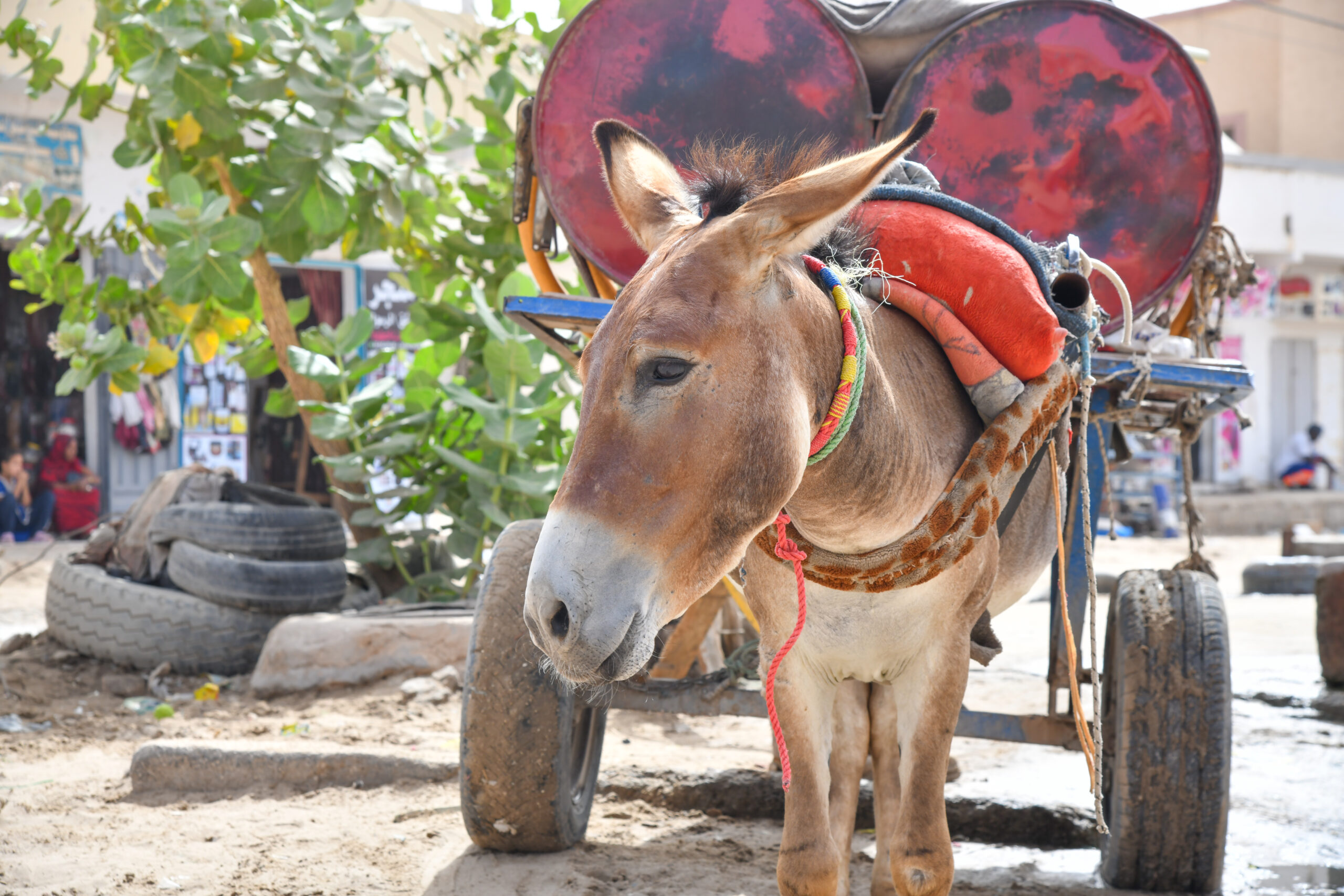 International Working Animal Day - SPANA Australia