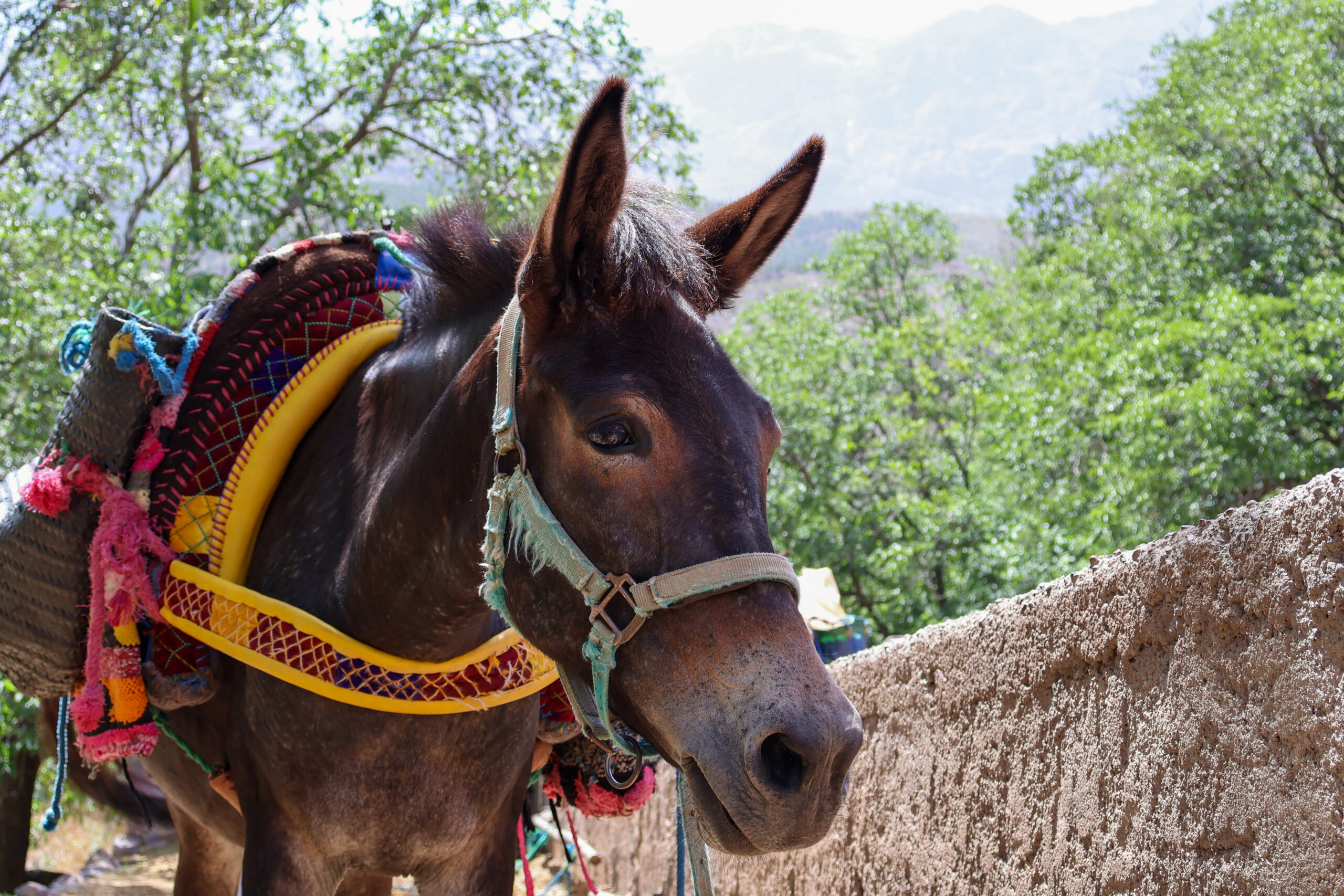 SPANA vets soothe Chacha’s itchiness - SPANA Australia