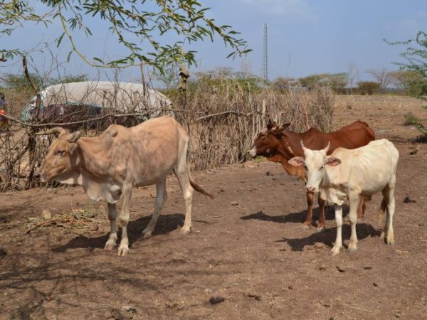 The Impact Of Drought On Working Animals | SPANA