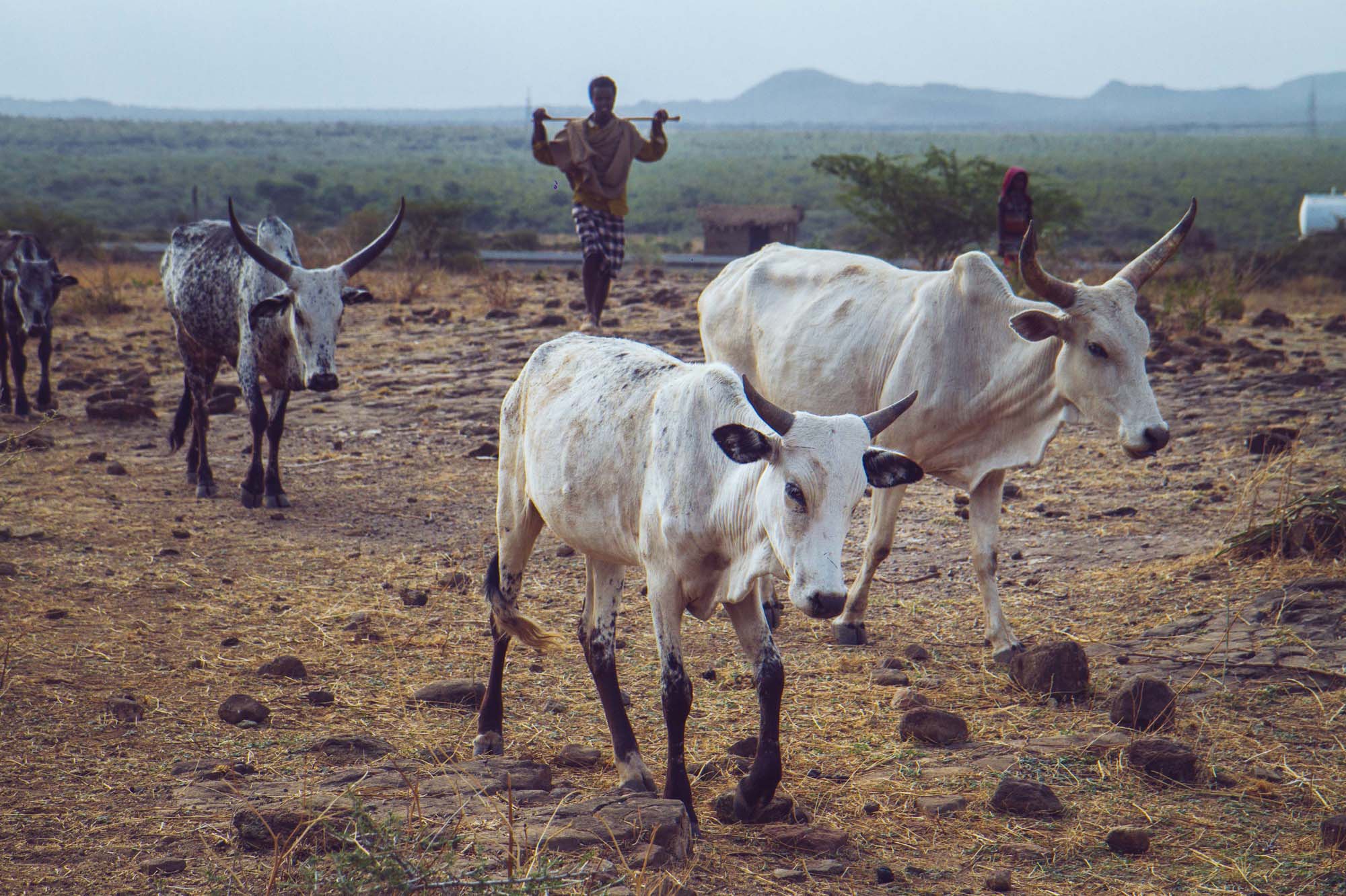 The Impact Of Drought On Working Animals | SPANA