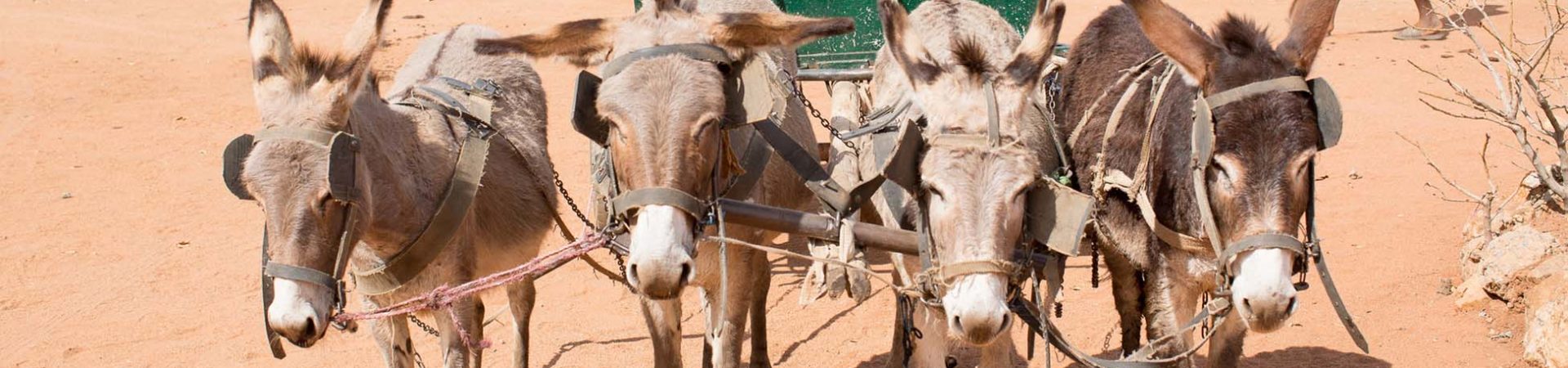 What are working donkeys? | SPANA