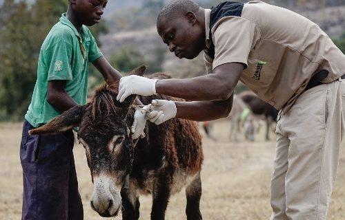 An ear-itating injury | SPANA