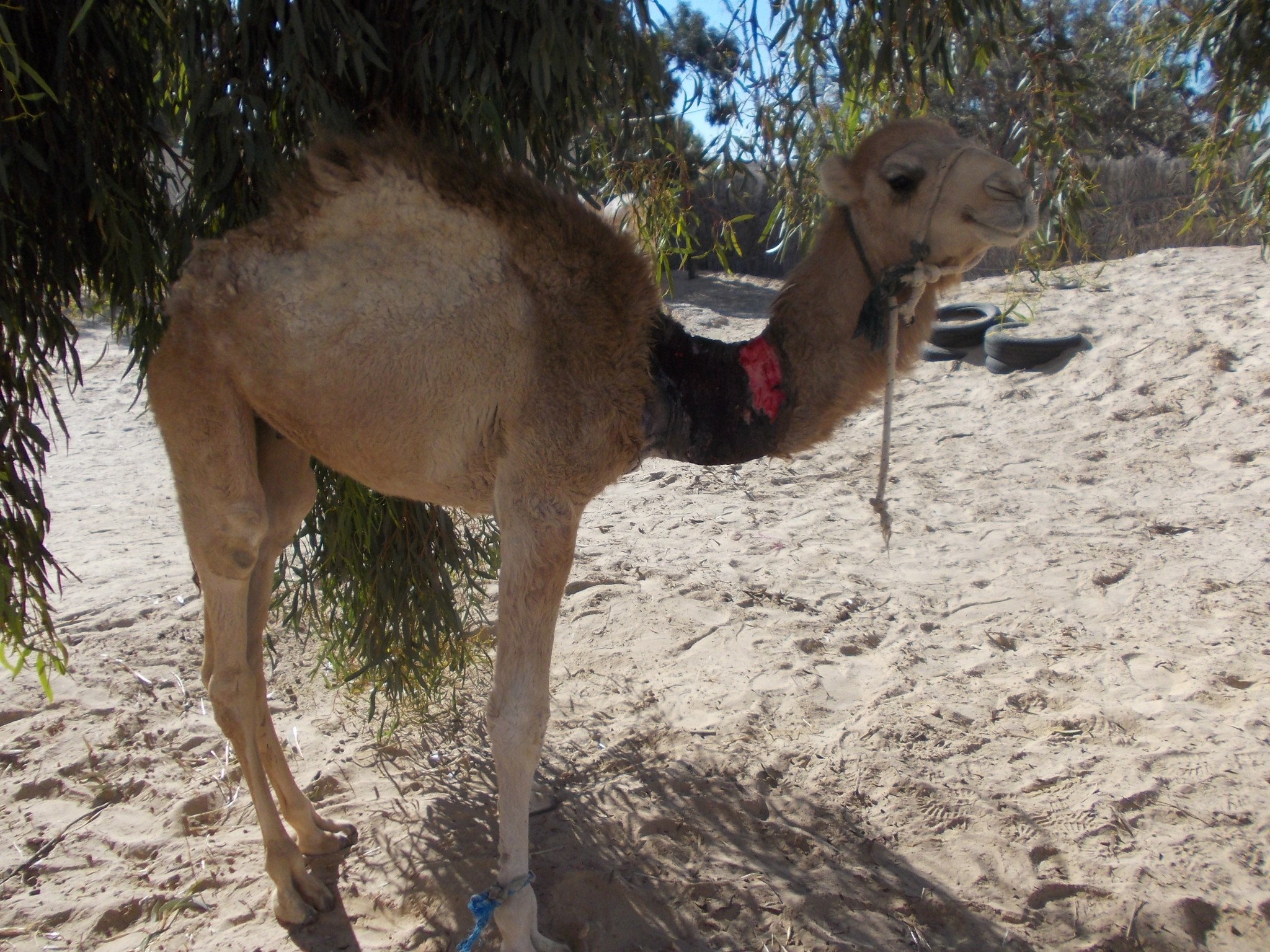 Treating a Young Camel in Tunisia | SPANA