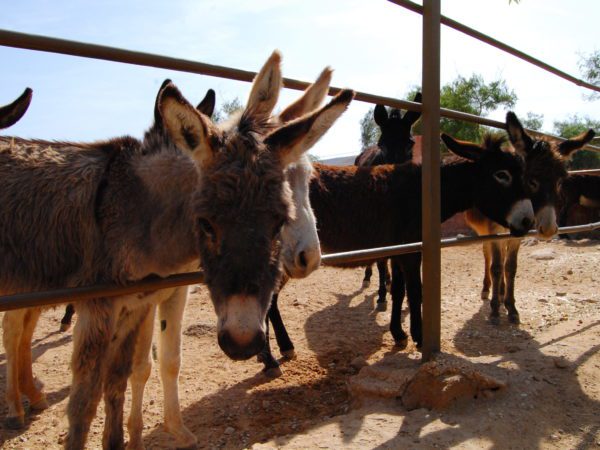 Our Story & History | SPANA