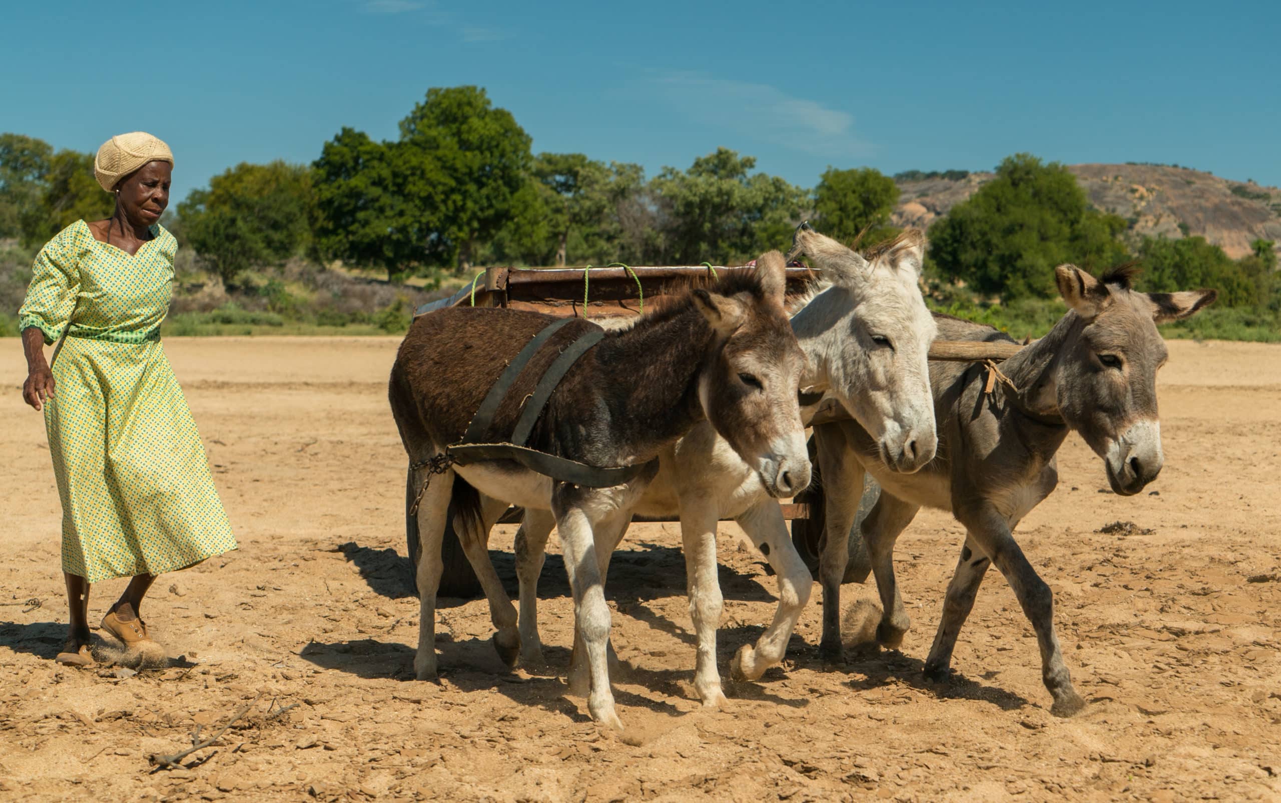 Helping Working Animals In Zimbabwe | SPANA