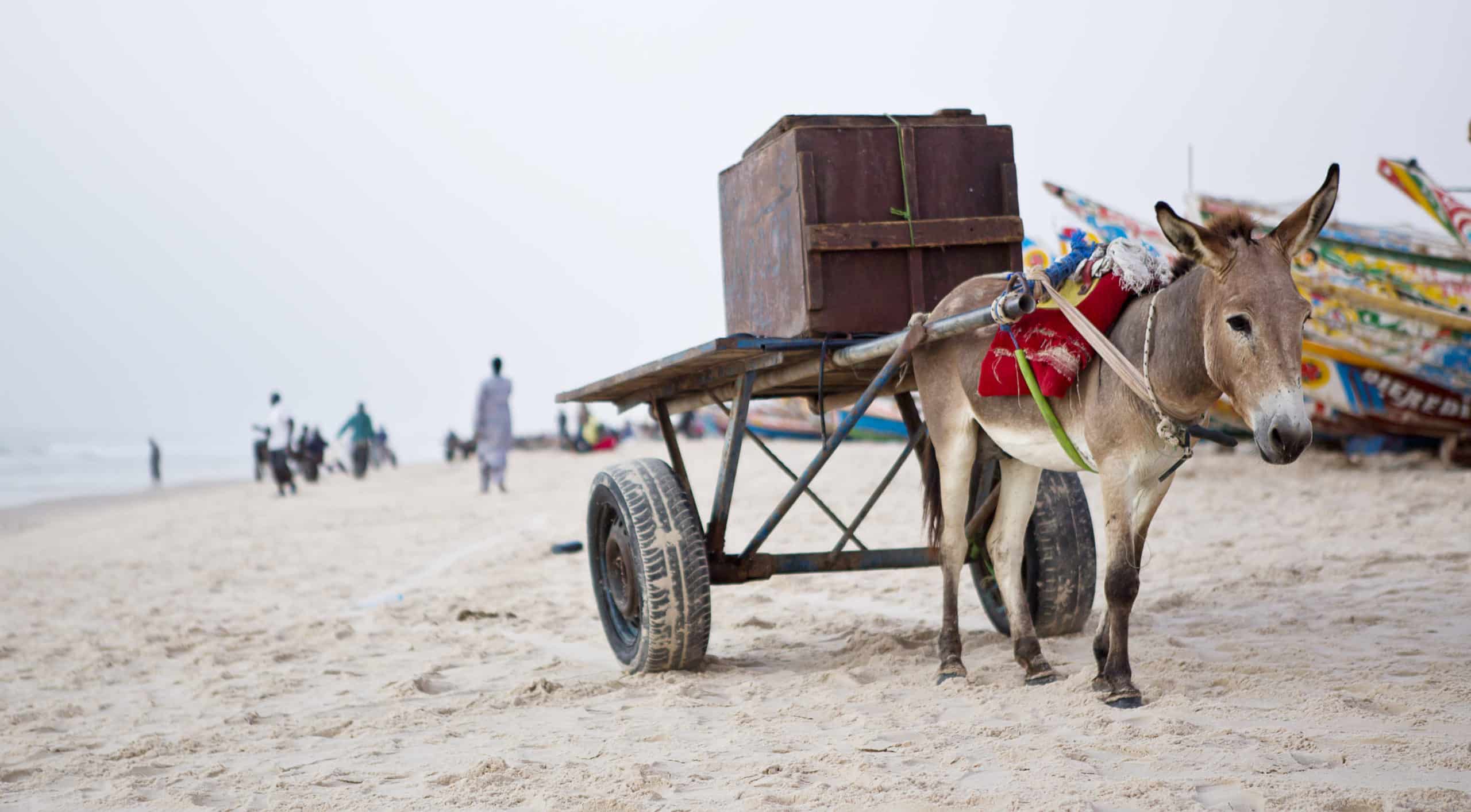 Helping Working Animals In Mauritania | SPANA