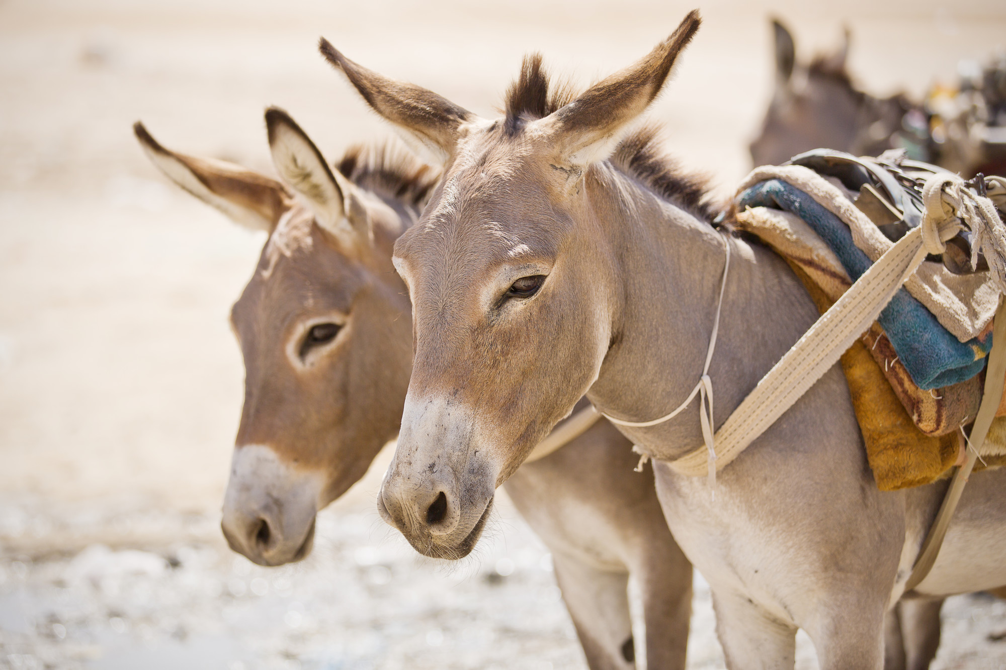 Brits unaware of dangers of the donkey skin trade | SPANA