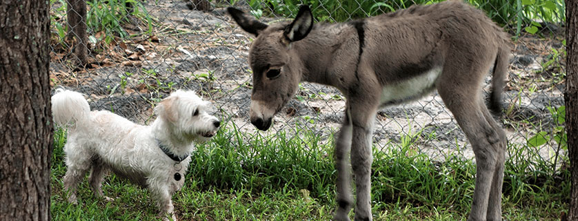 Success Stories: Hope the Donkey Finds a Home | SPANA