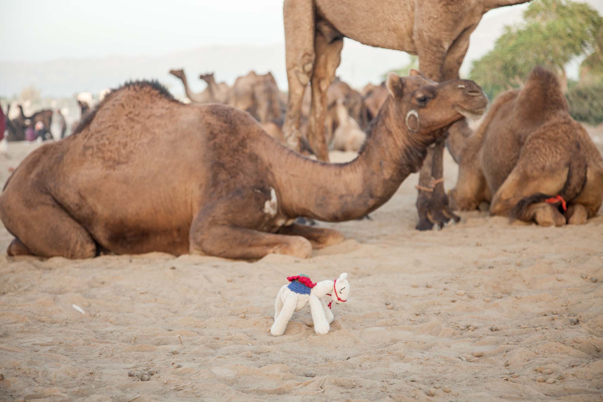 Big Knit: Wadh's Tale And Our Camel Pattern | SPANA