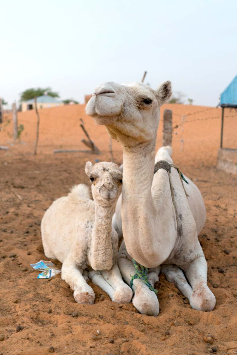 Camel Fact File | Learn All About Camels | SPANA