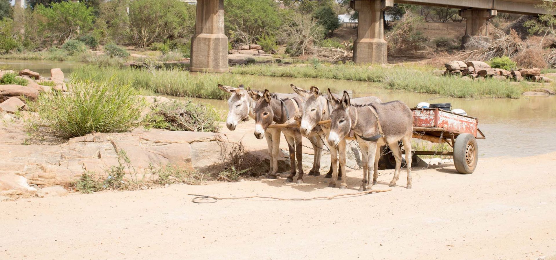 Visit Our Media Centre | SPANA