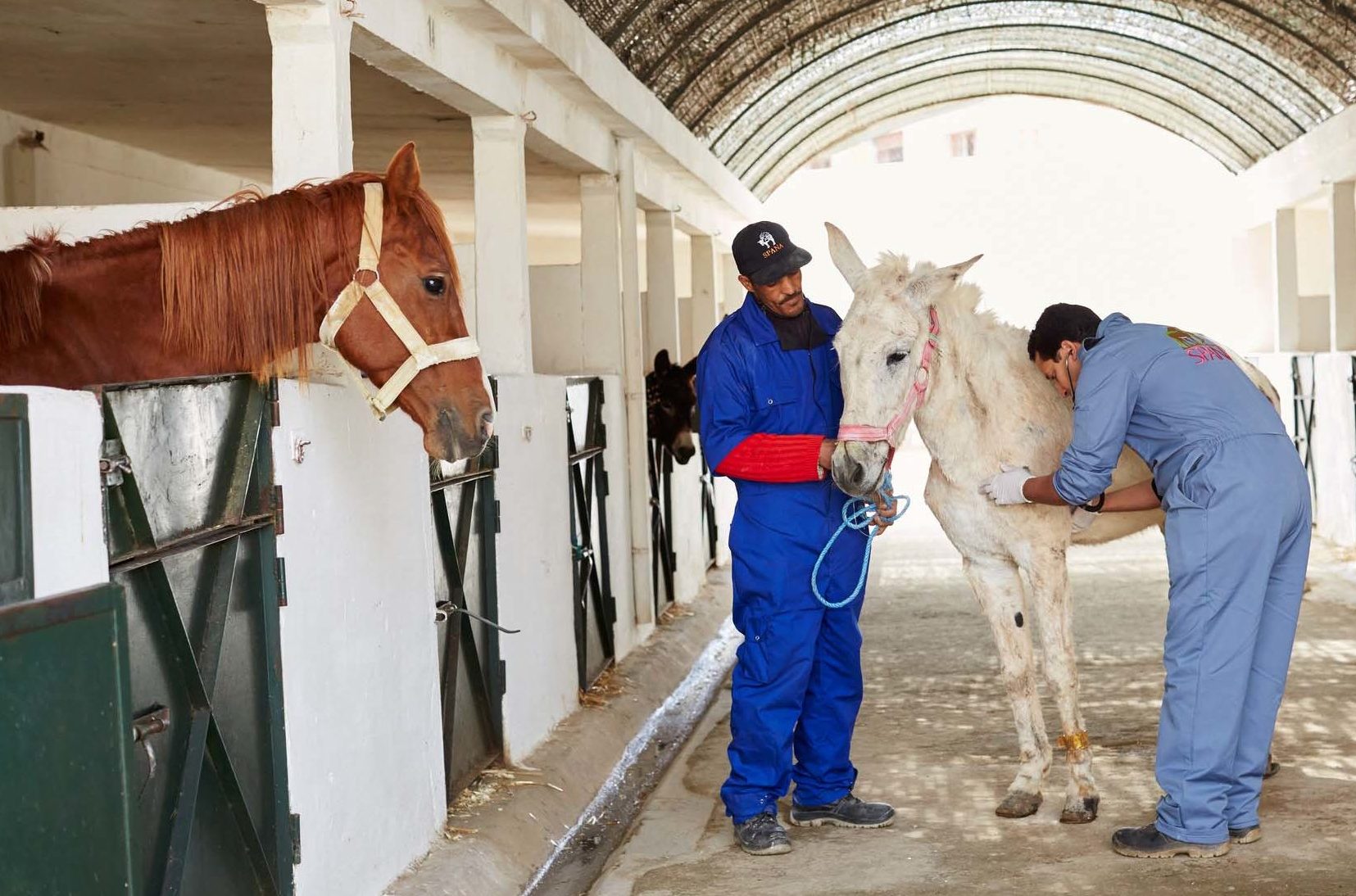 Education And Veterinary Professionals | SPANA