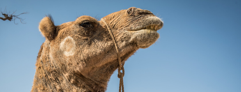 Read the Latest on Lucky the Camel's Itch | SPANA