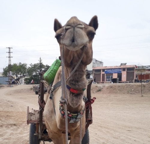 A camel's eye trauma | SPANA