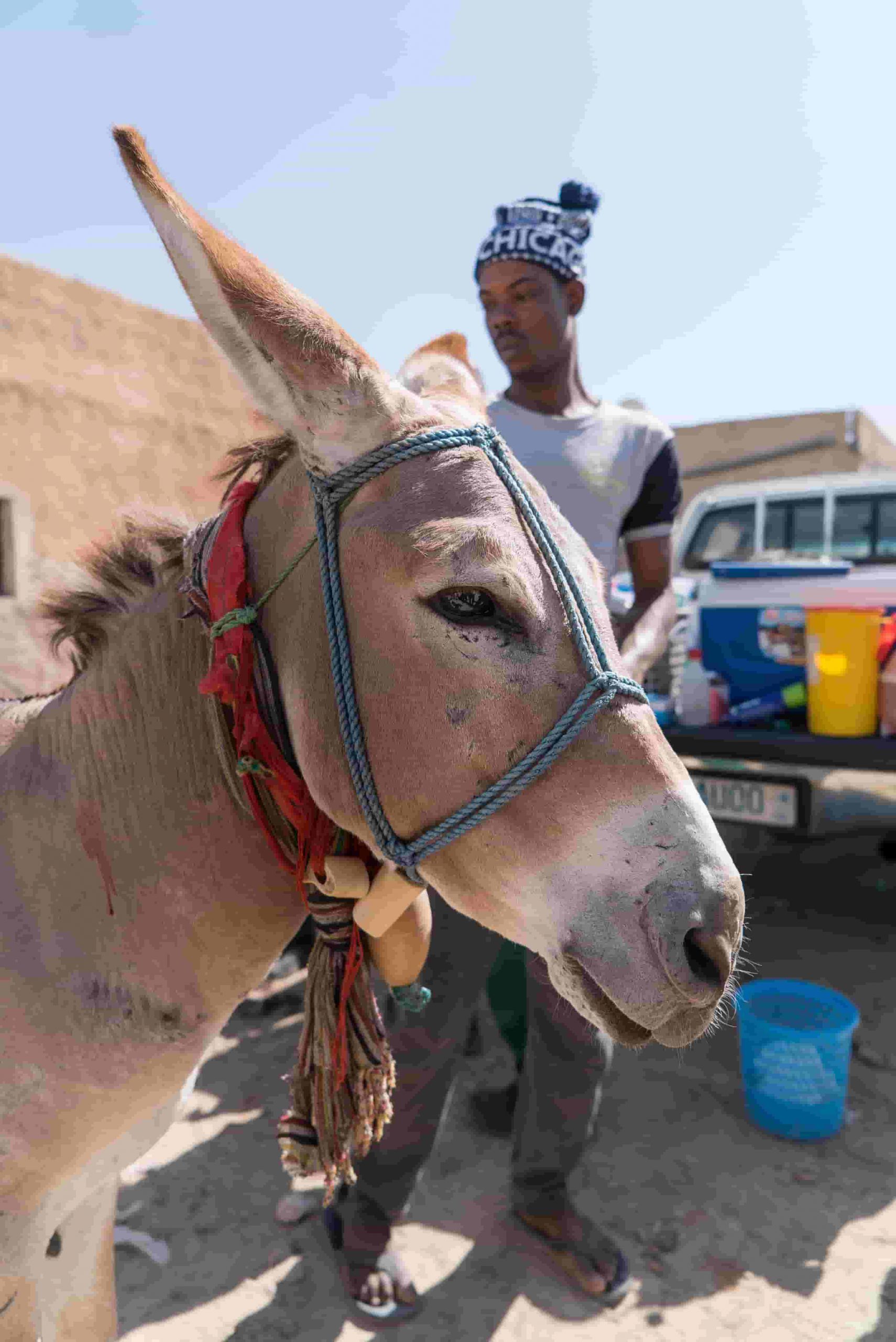 Fistulous withers stopped with dextrous scissors | SPANA