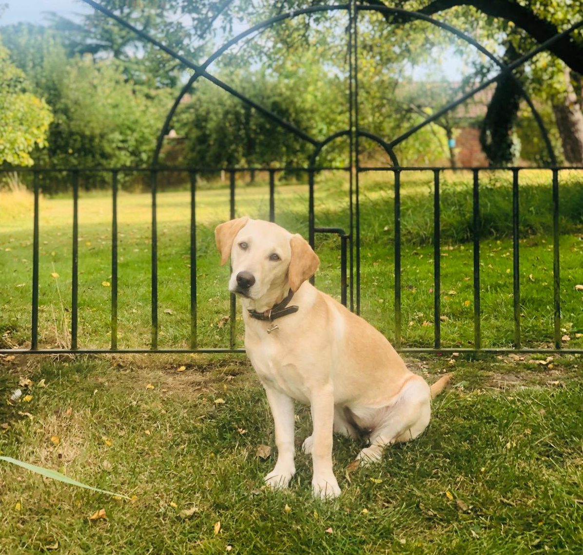 Thank you for sharing your pet's story | SPANA