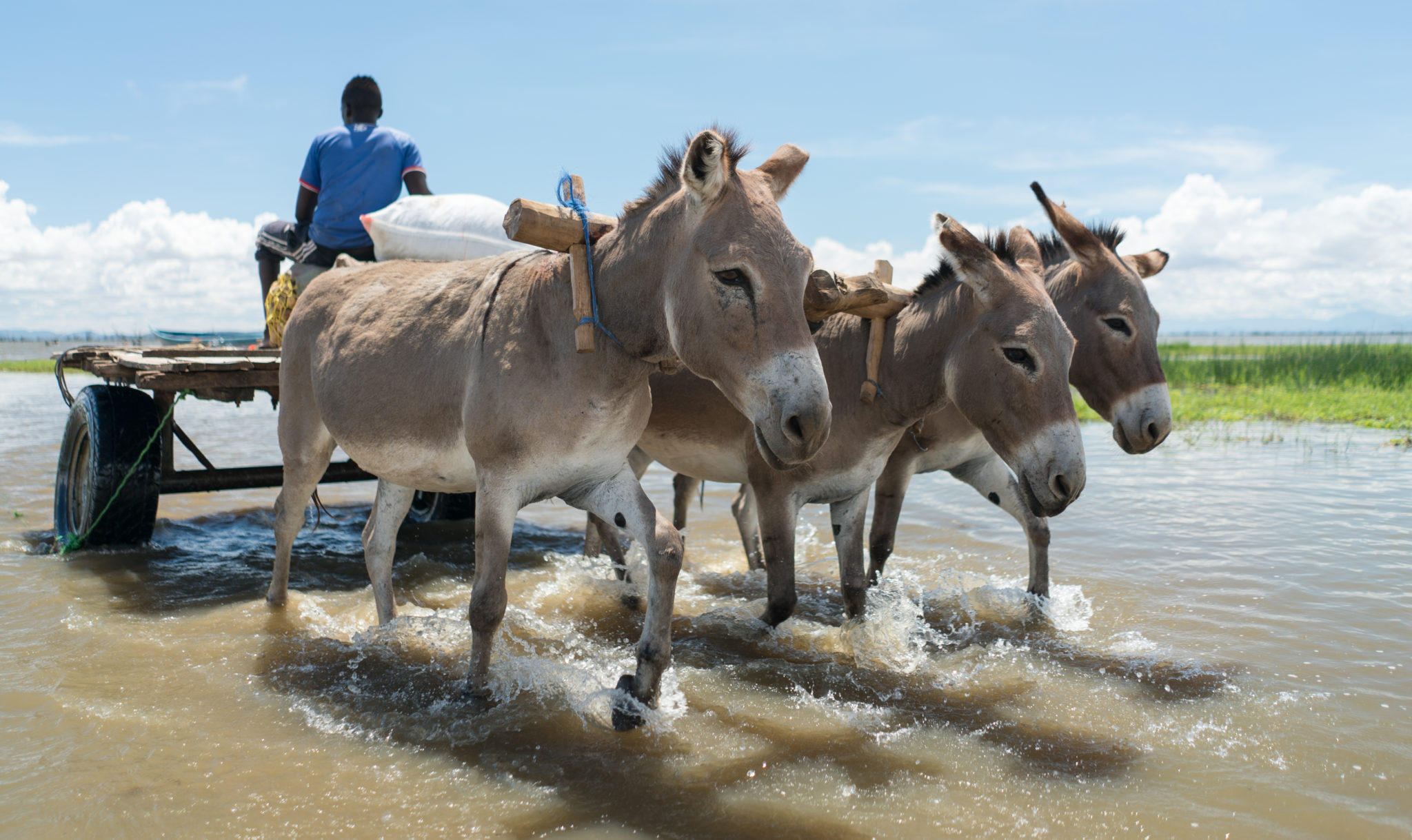 SPANA | International Working Animal Day
