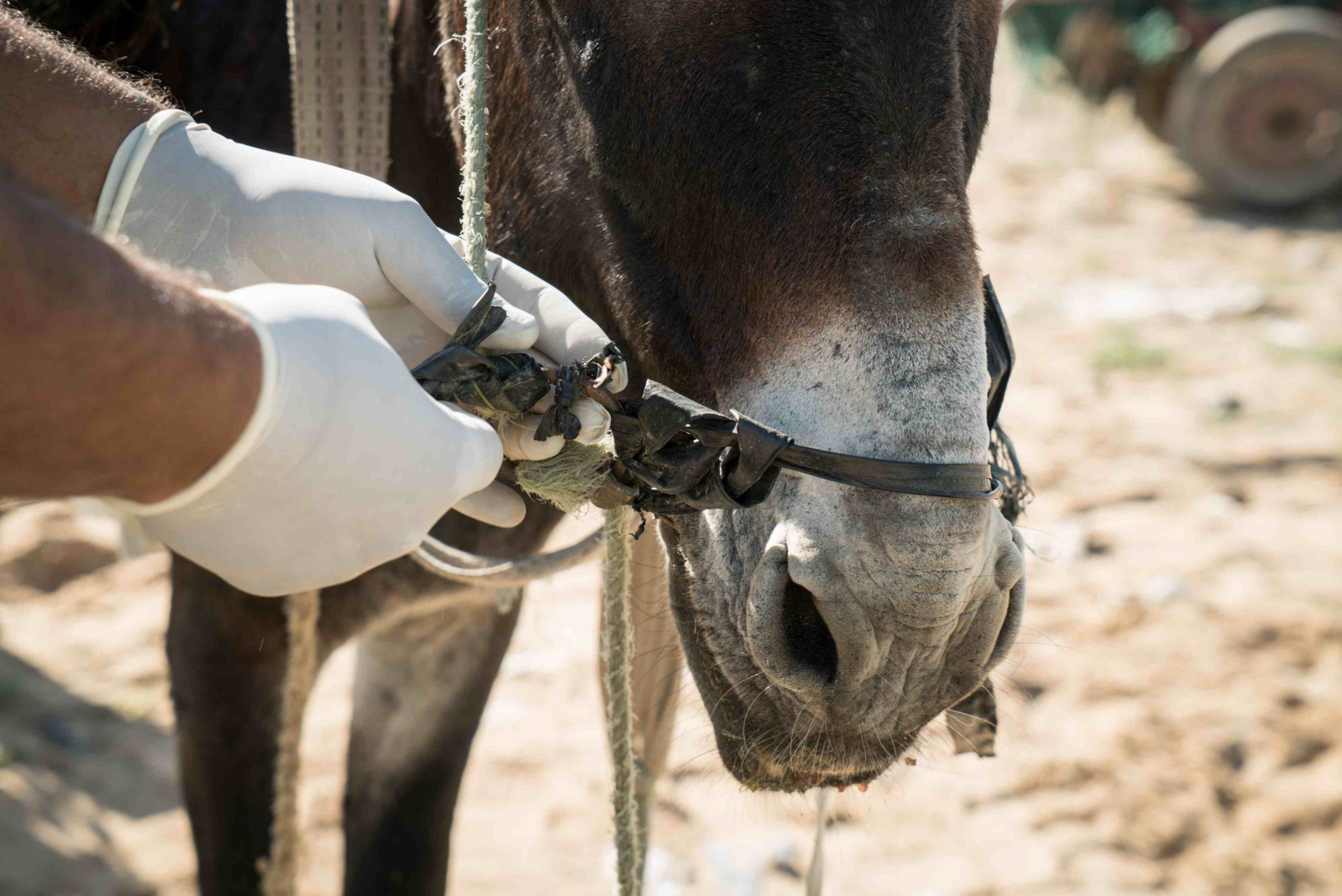 Working Animals and Harnessing | SPANA