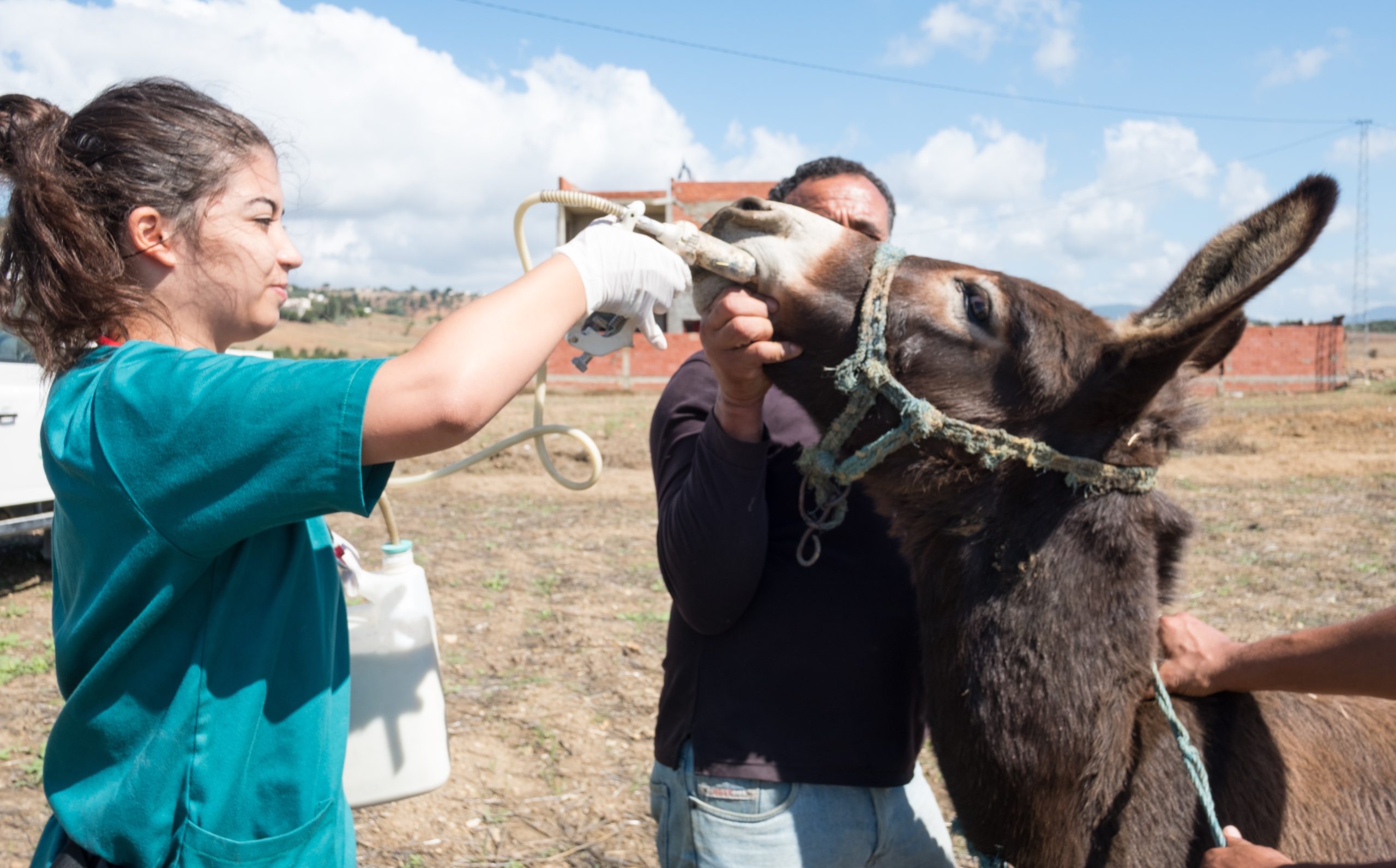 Success Stories: Ayya the Donkey's Loss of Appetite | SPANA