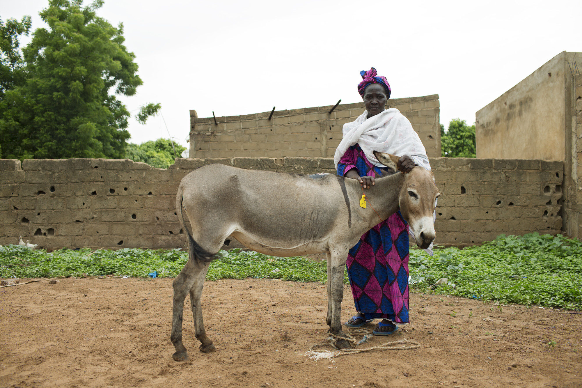 Success Stories: Naka the Donkey's Bite Wound | SPANA