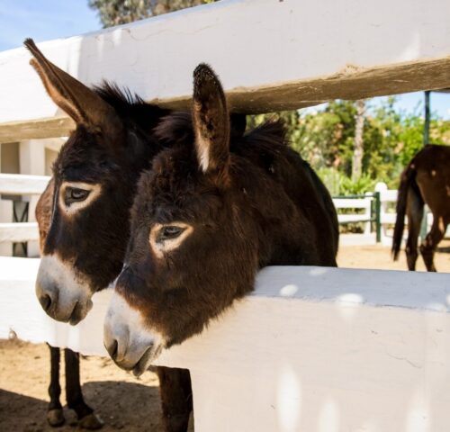 How to Look After Donkeys – The Basics | SPANA