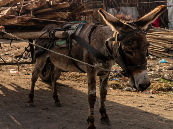 SPANA | The Charity For The Working Animals Of The World