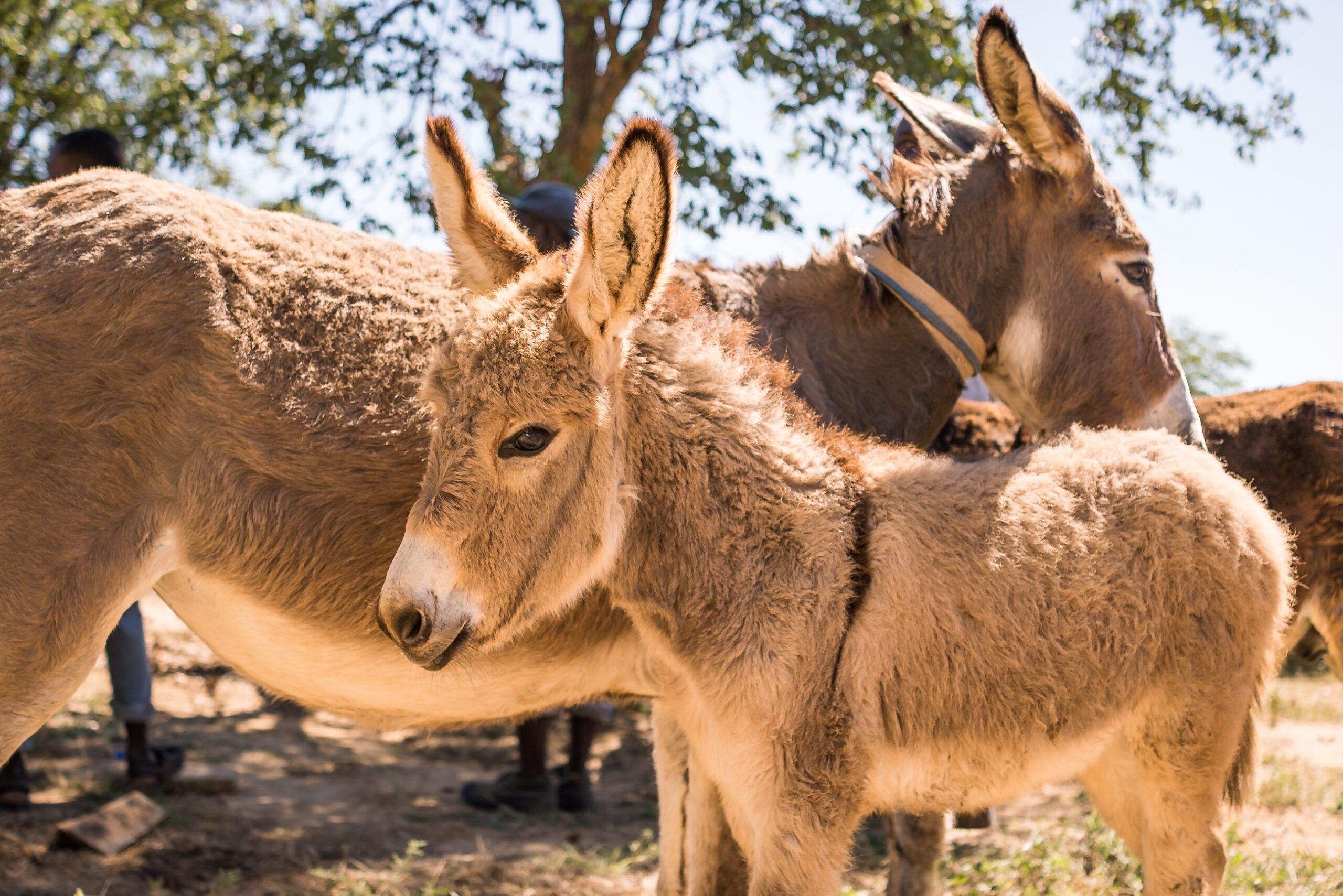 Meet Our Celebrity Supporters & Patrons | SPANA