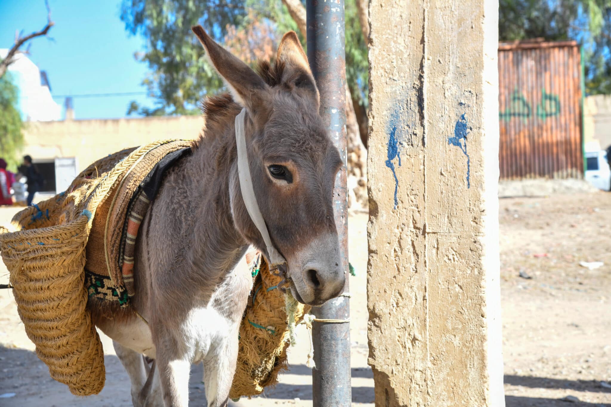 Buy Your Spring Charity Raffle Tickets | Win Up to £3,000 | SPANA