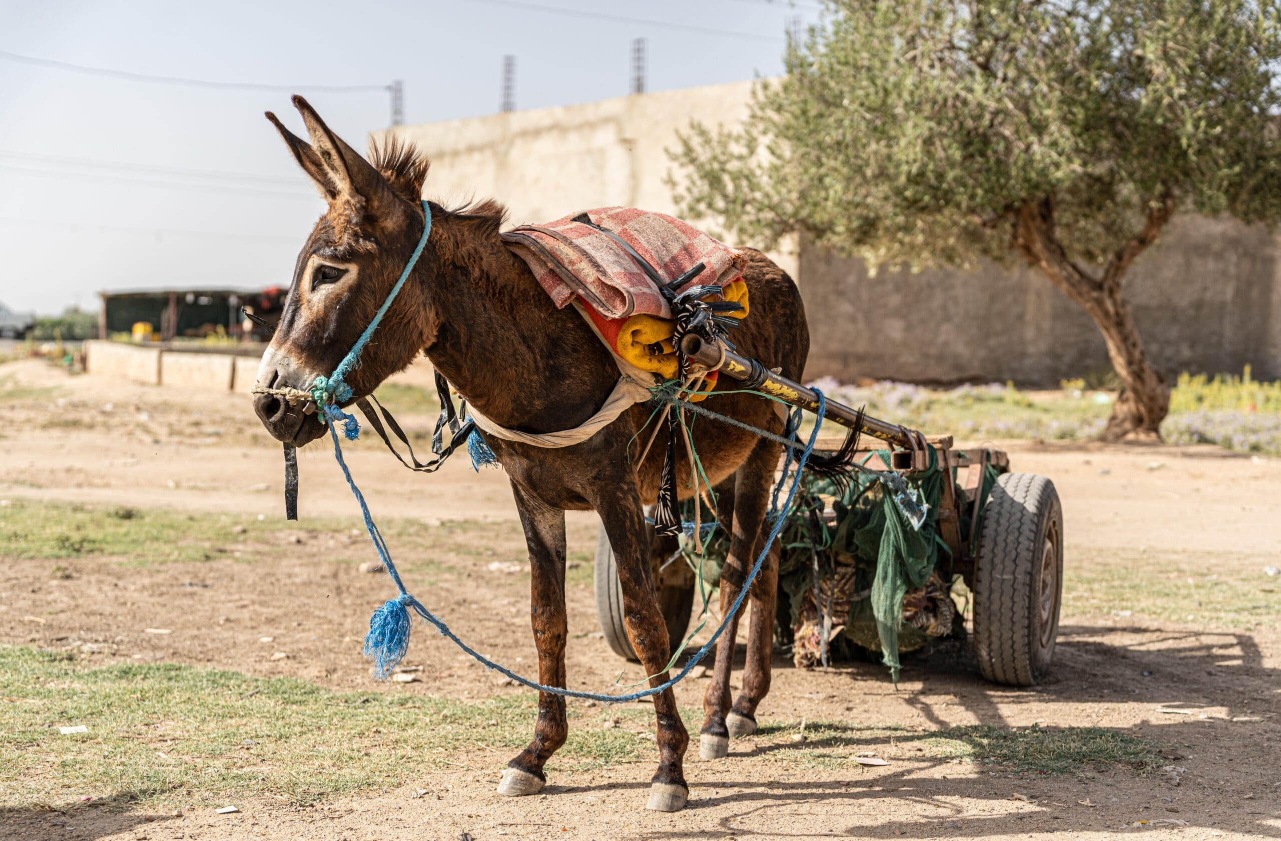 Buy Your Spring Charity Raffle Tickets | Win Up to £3,000 | SPANA