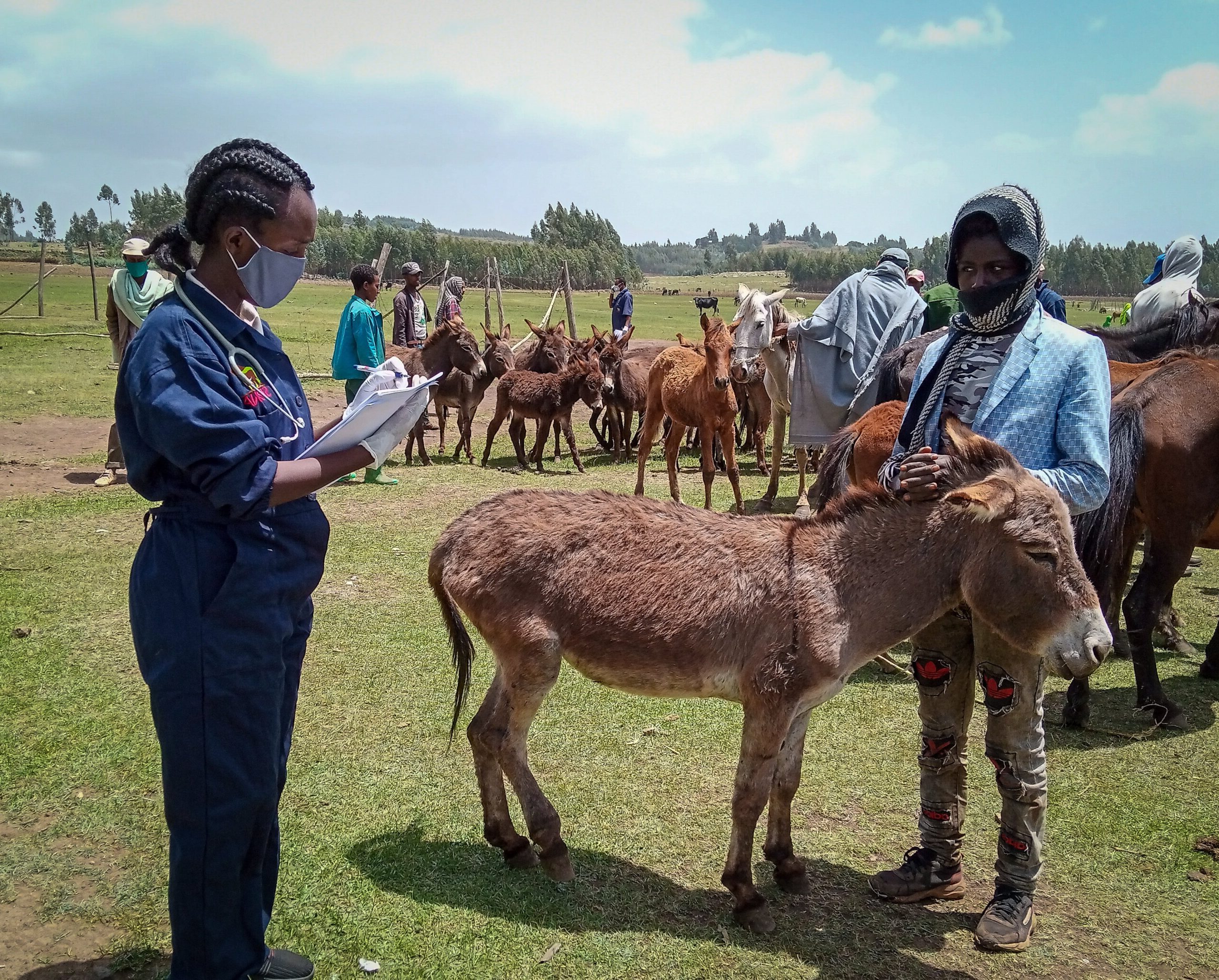 A limping donkey gets a helping hand | SPANA