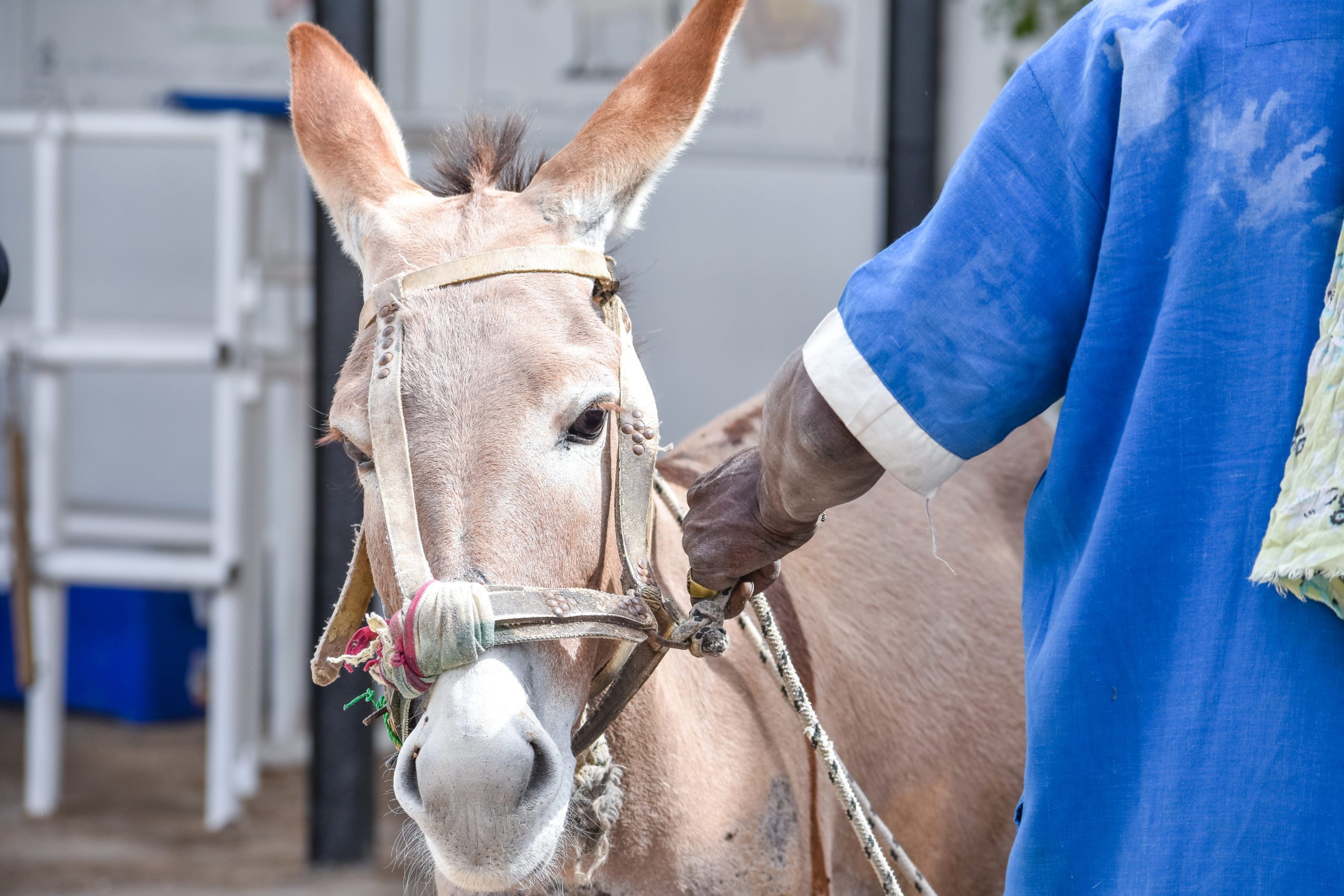 Klana the donkey receives the comfort she needs | SPANA