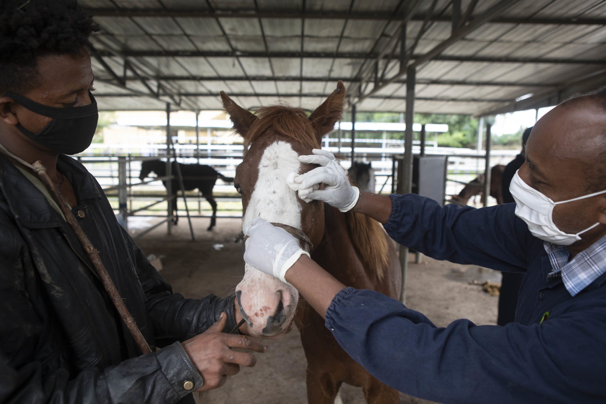 Urgent care for Zenebe the horse’s eye condition | SPANA